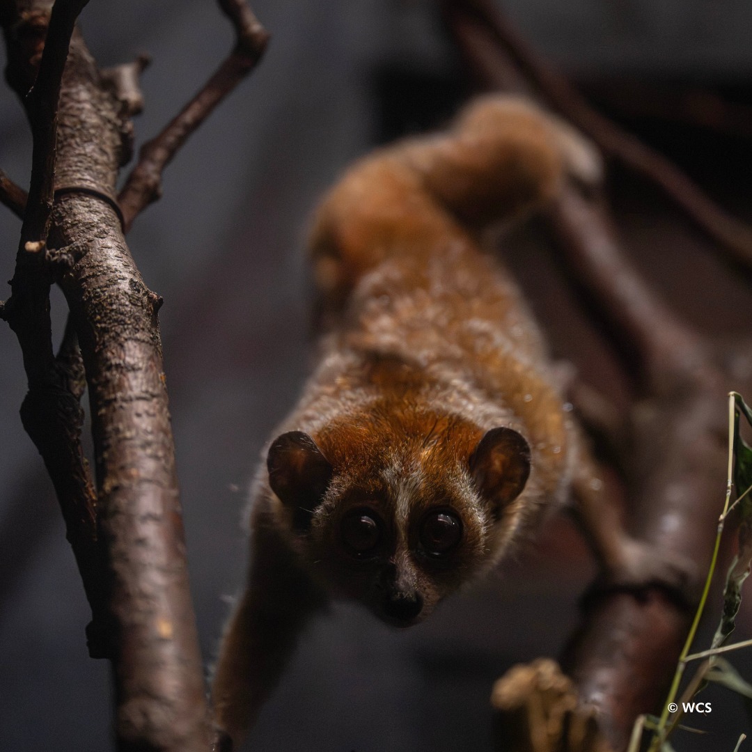 Pygmy Slow Lorises: Tree-Dwelling Creatures Of The Wild - Bronx Zoo Zoo ...