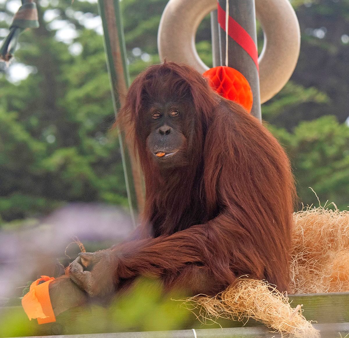 Celebrate Orange Is For Orangutan Day During Awareness Week - Zoos ...