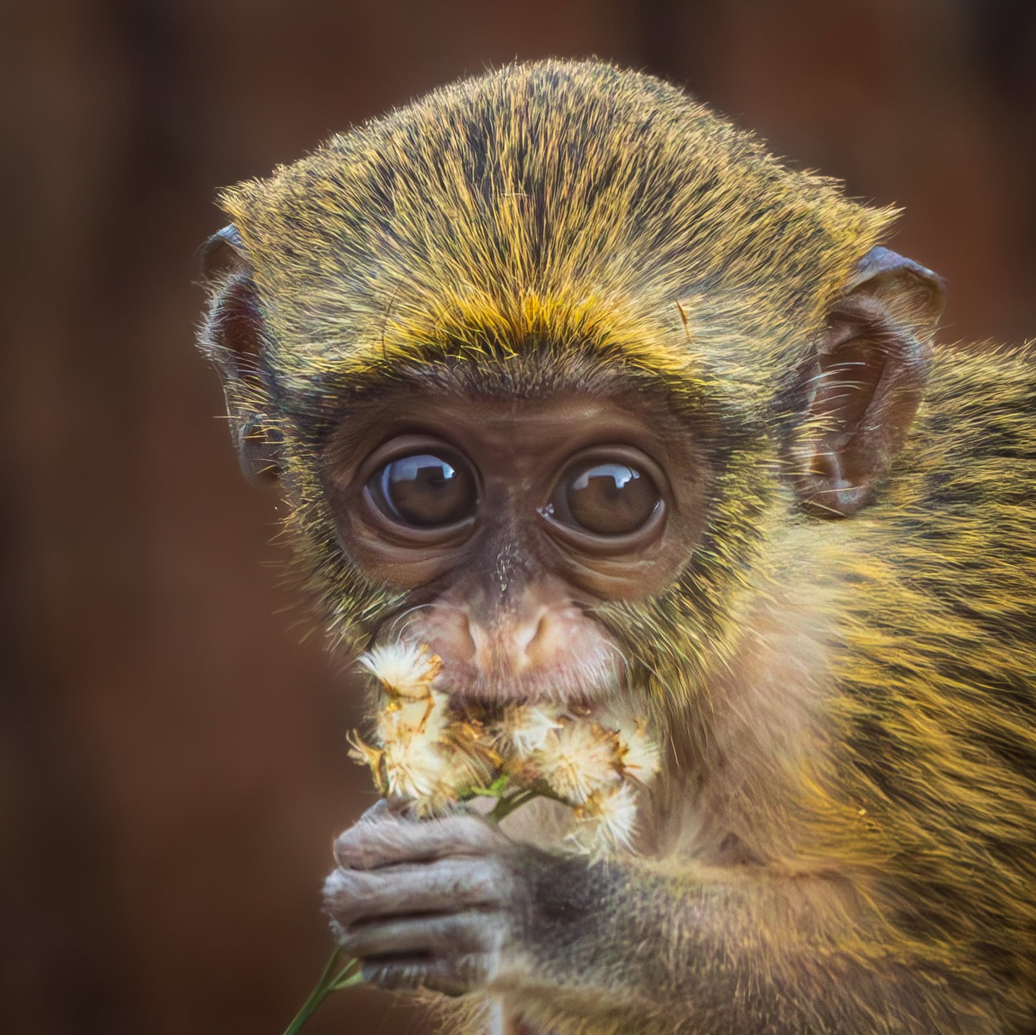 Why We’re Captivated By De Brazza’s Monkeys - Zoos - USA - Colorado ...