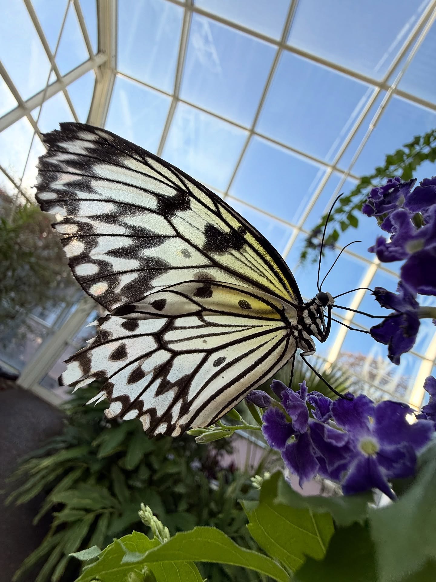 Weekend Plans: Don't Miss A Stop At T... - Sophia M. Sachs Butterfly ...