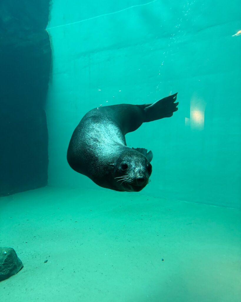 Definitive Guide To Seattle Aquarium Facts, List Of Animals, Reviews ...