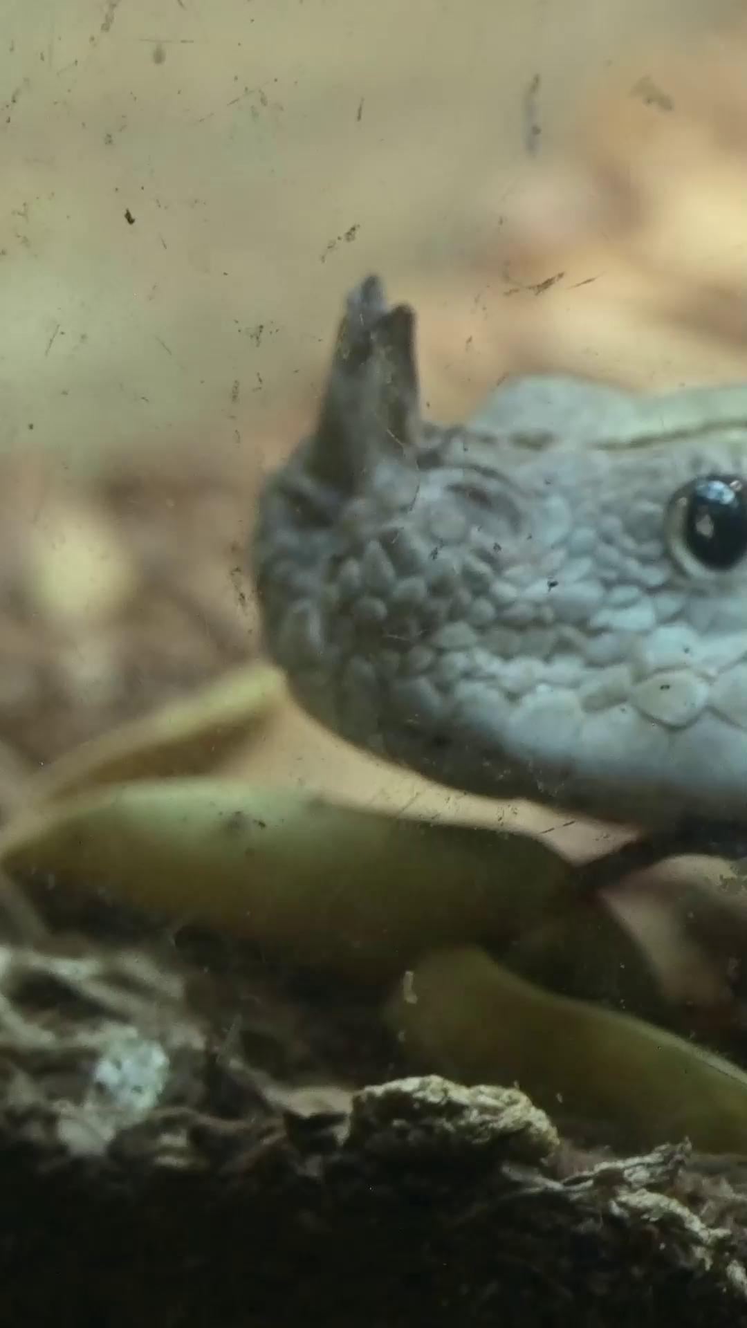 Camouflage Of The Western Gaboon Viper: Markings And Coloration - Zoos ...