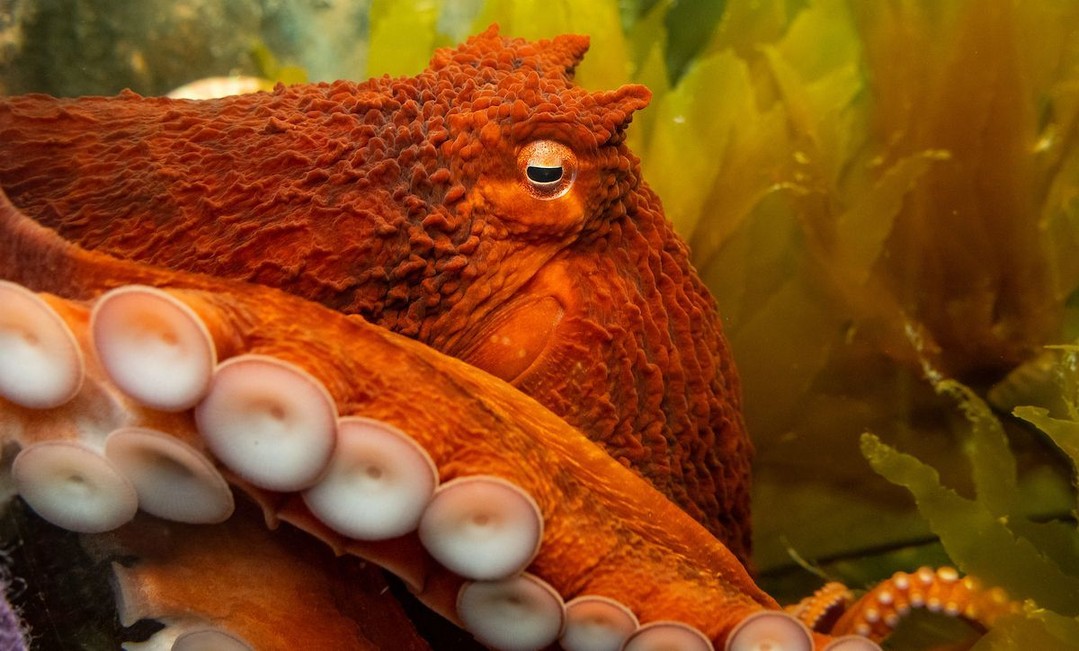 Visitors Of The Giant Pacific Octopus At Primate, Cat & Aquatics ...