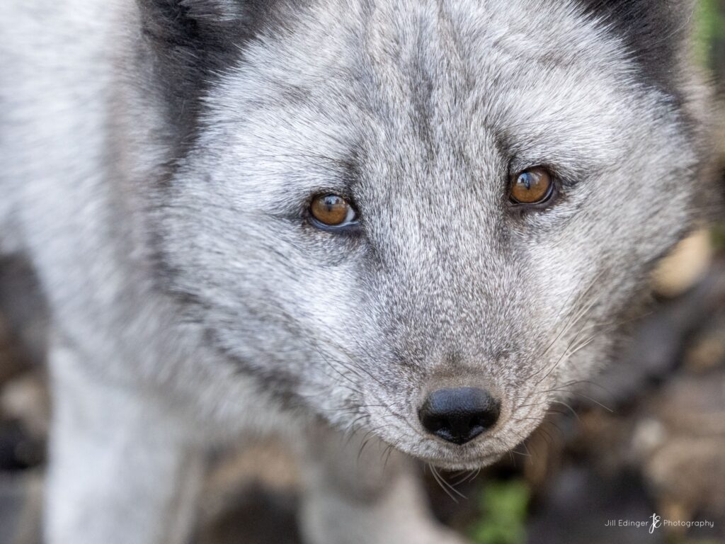 Meet Figaro: The Arctic Fox With Thick Fur And Sharp Instincts - Dakota ...