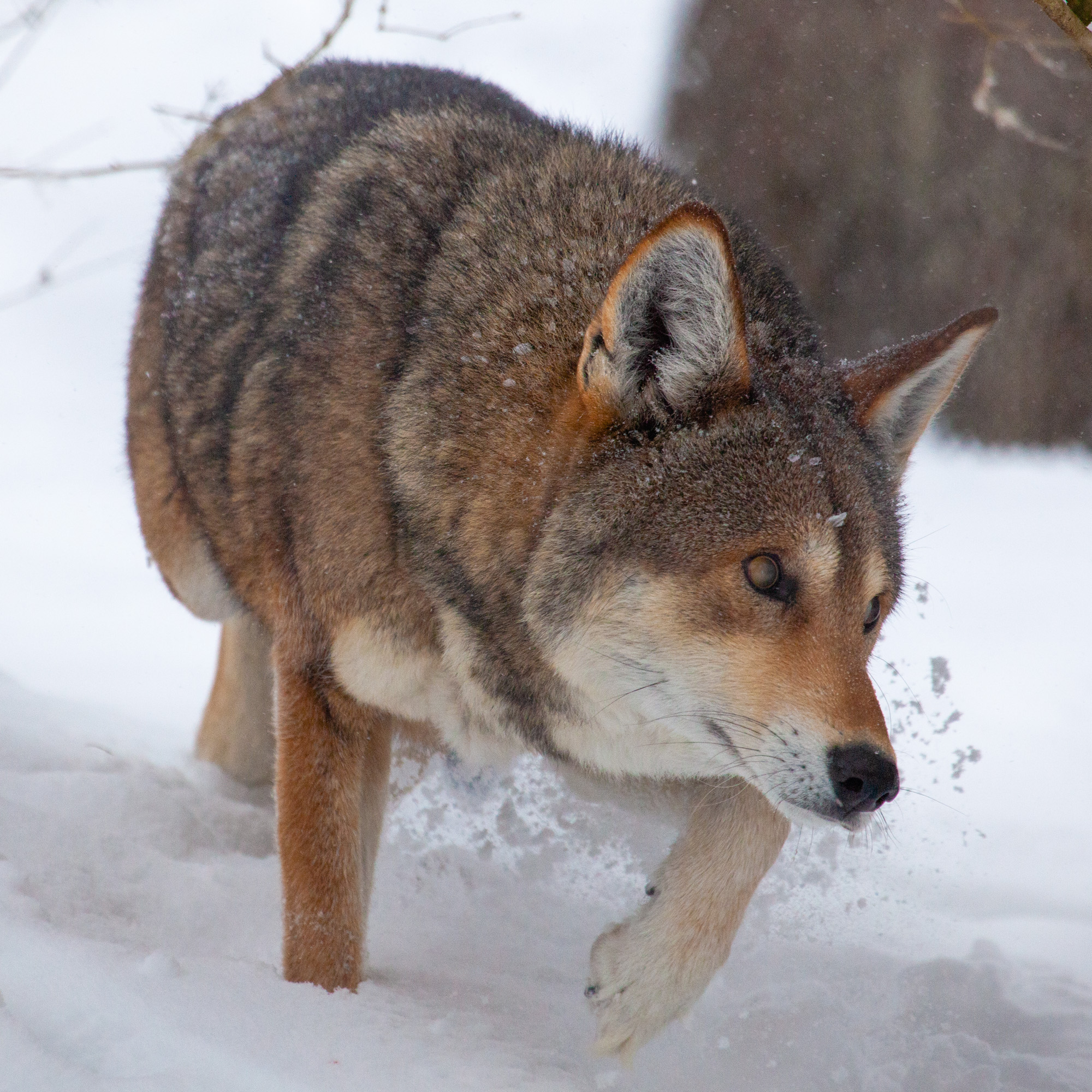 In Memoriam: Clifford, Our Beloved American Red Wolf - Zoos - USA - New ...