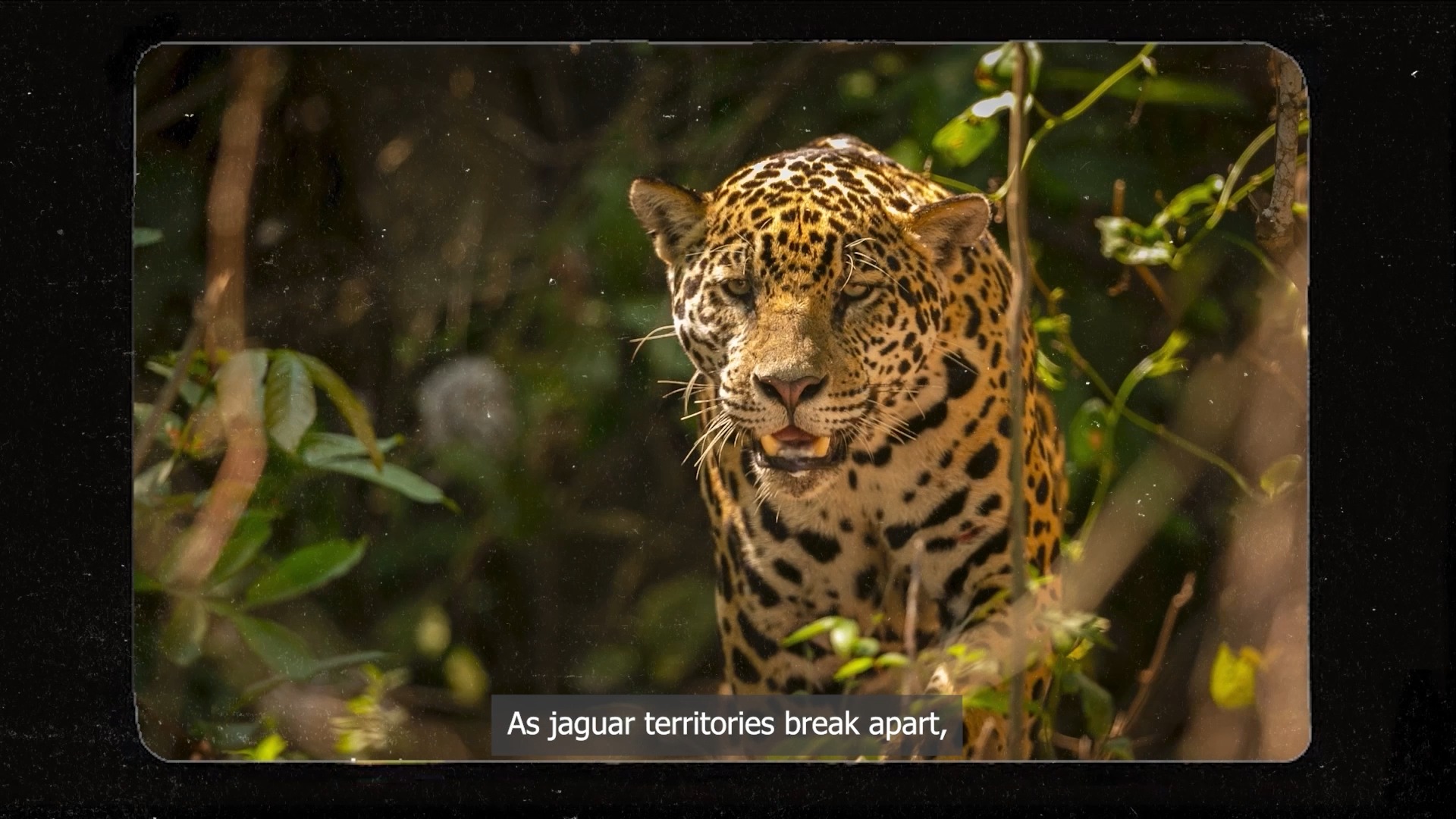 Jaguars: Essential Predators Maintaining Rainforest Balance ...
