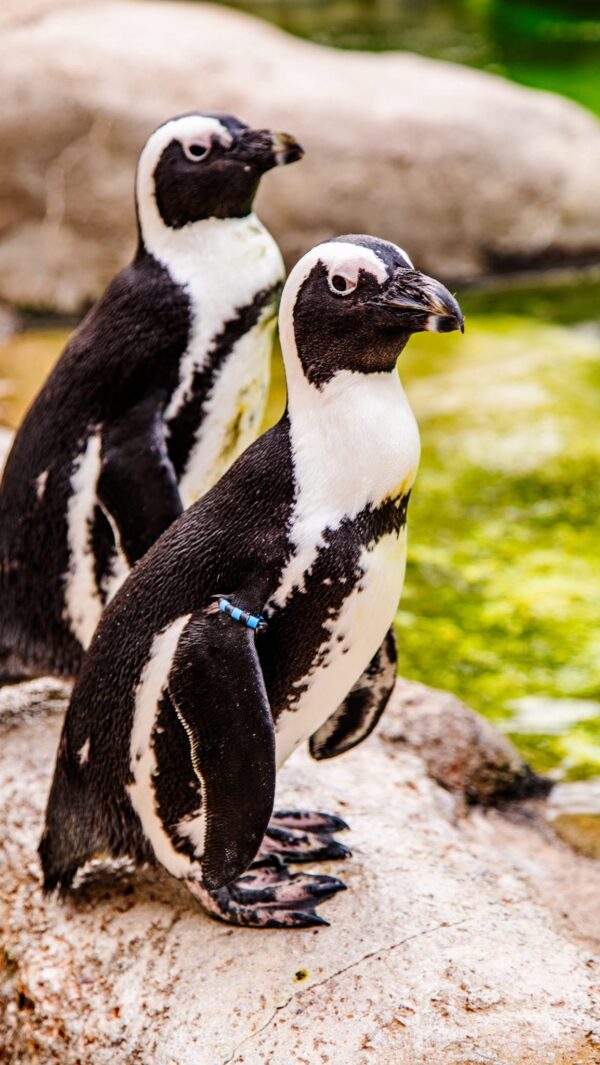 Nesting Season For African Penguins: Insights From Keeper Liz - Tulsa ...