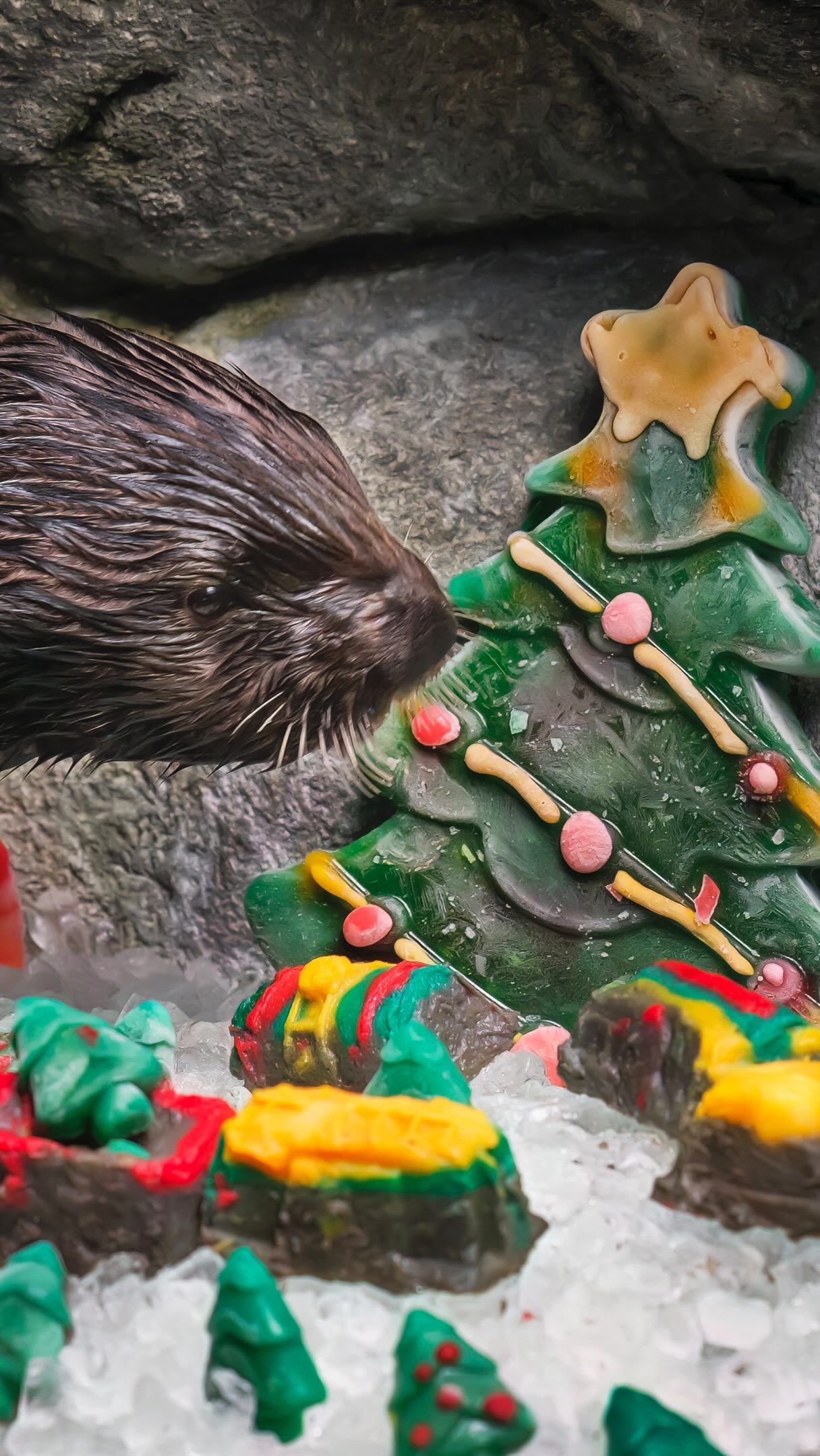 Volunteer Linda’s Holiday Ice Treats: A Hollywood Pawshake! - Aquarium ...
