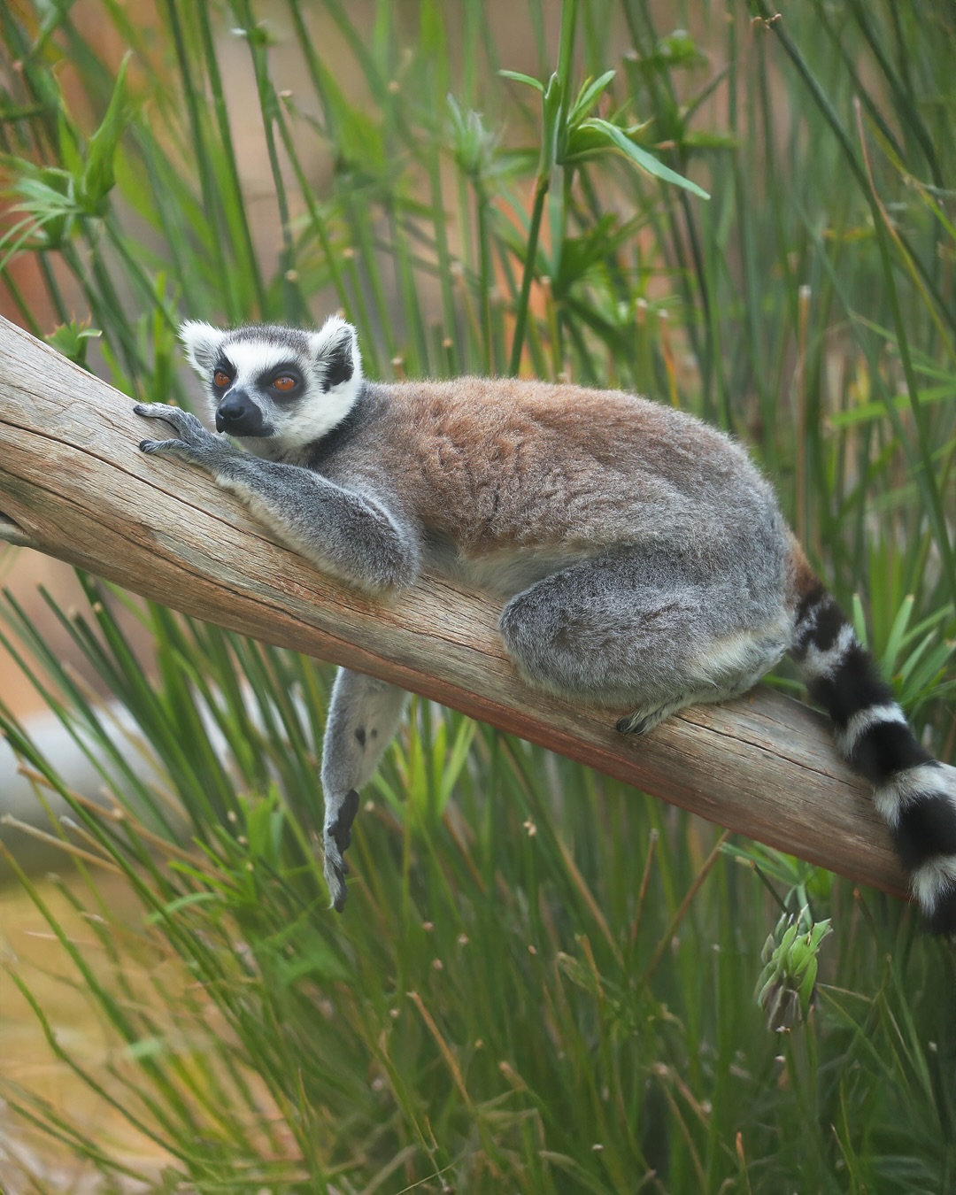 A Day In The Life Of A Ring-Tailed Lemur Family - Al Ain Zoo Zoo Guide