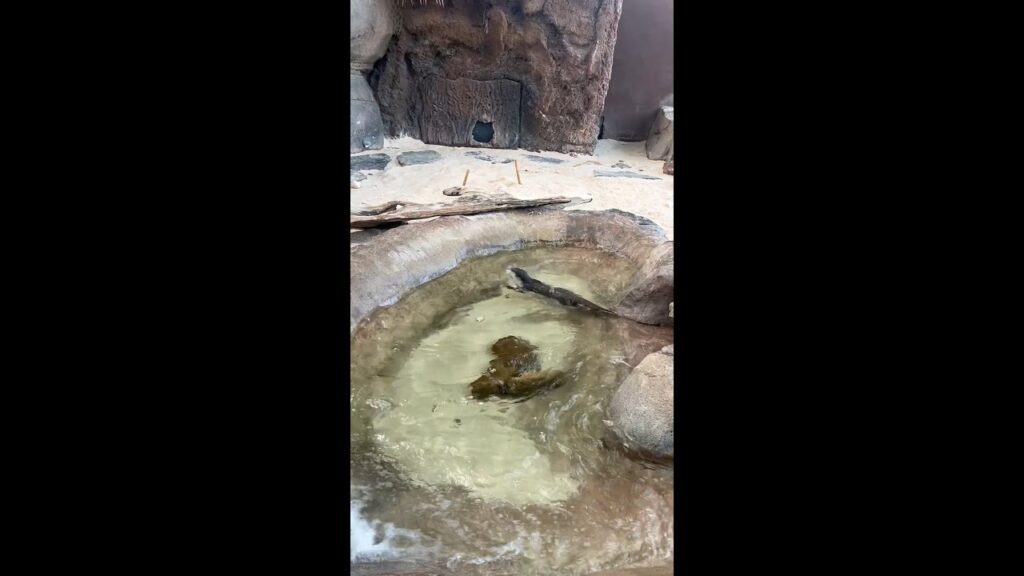 Ray Ray Practicing Laps In The Pool - North Carolina Aquarium At Fort ...