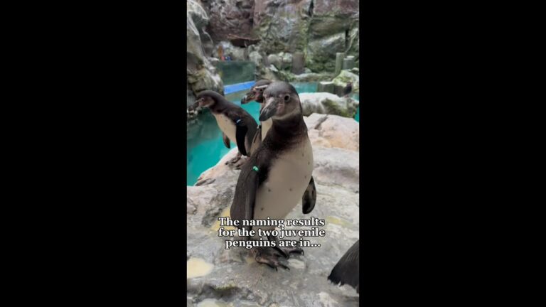 Exciting Name Reveal Announcement! 🐧 - Brookfield Zoo Zoo Guide