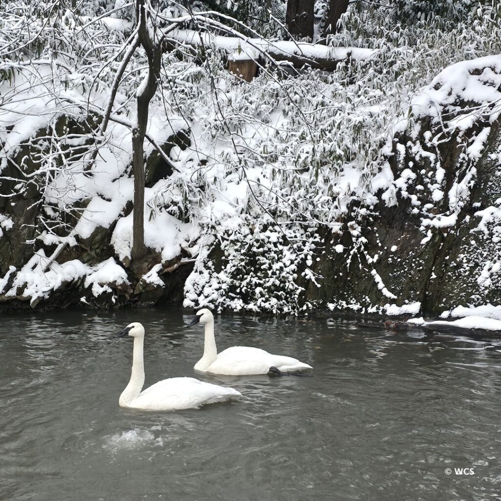 Join Us Today To Celebrate Martin Luther King Jr. Day! - Central Park ...