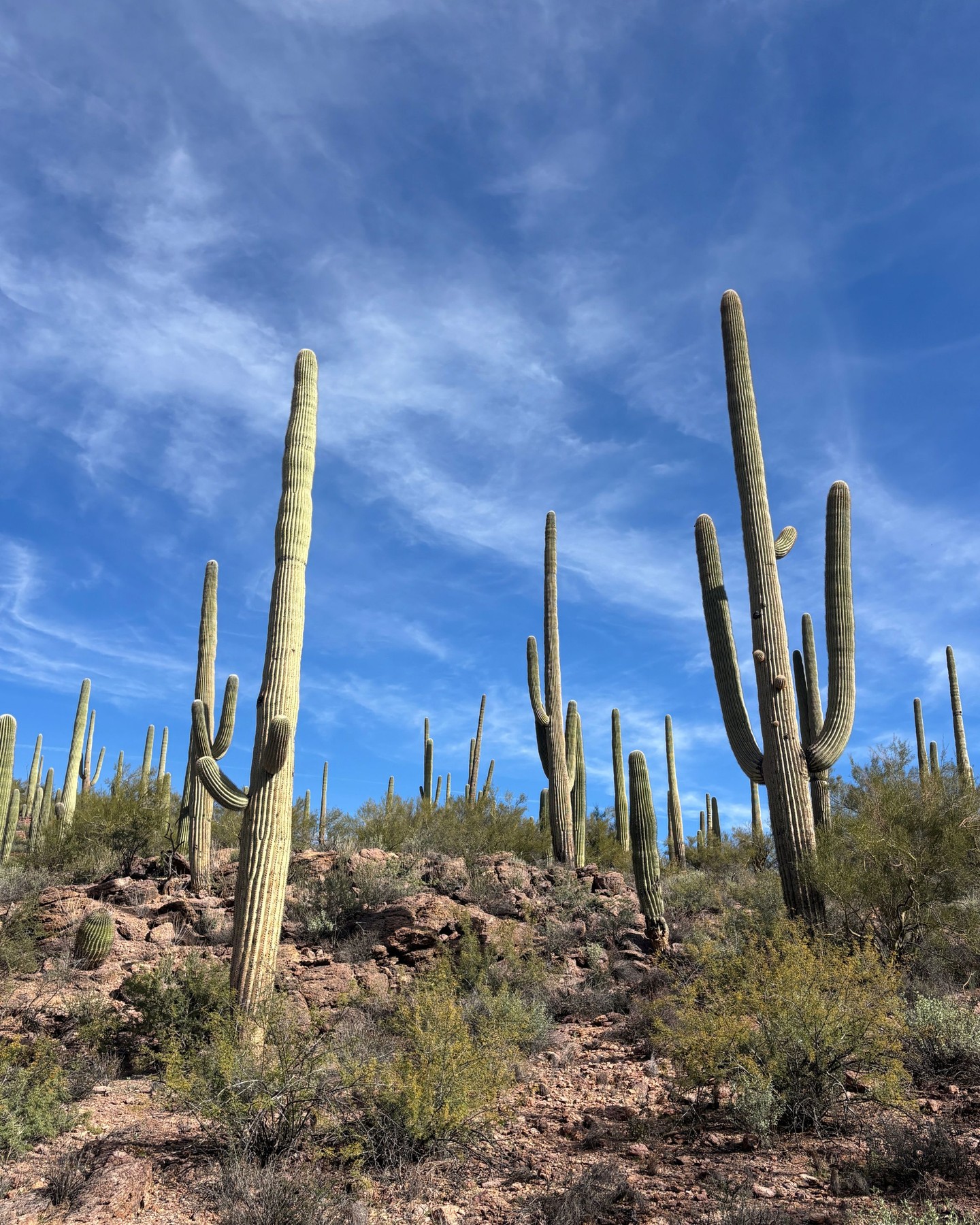 Changing Wildfire Risk In The Sonoran Desert: The Role Of Invasive ...
