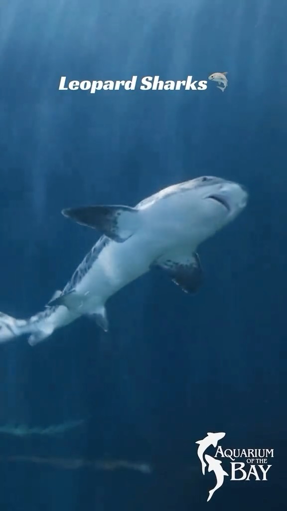 The Enchantment Of Leopard Sharks: Nature's Wonders Revealed - Aquarium ...