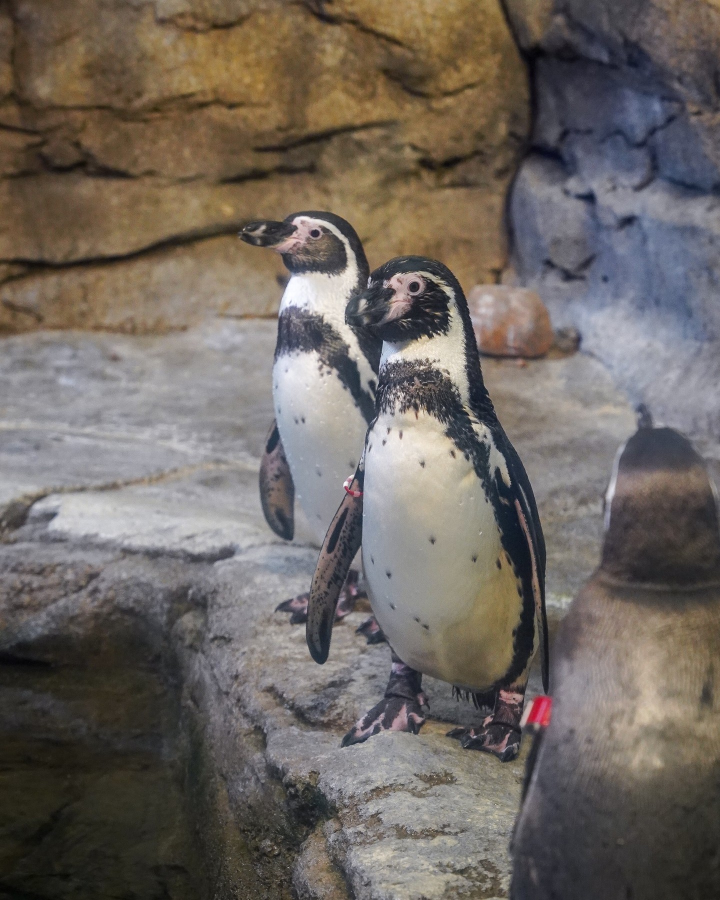WNY’s Sweetest Love Story Involves Flippers And Friendship - Aquarium ...