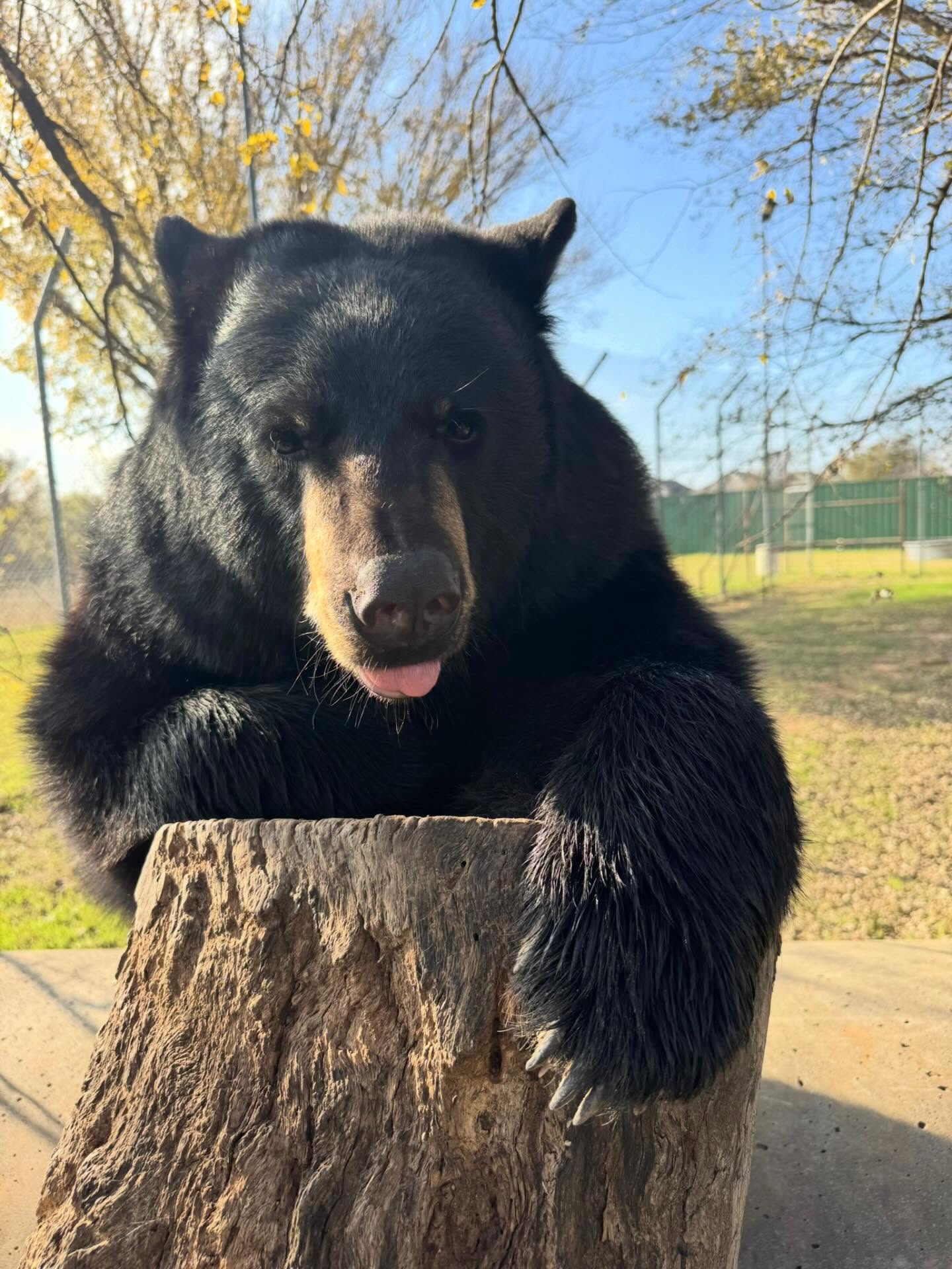 Welcome Back! Everything Is In Order Again. - Zoos - USA - Texas ...