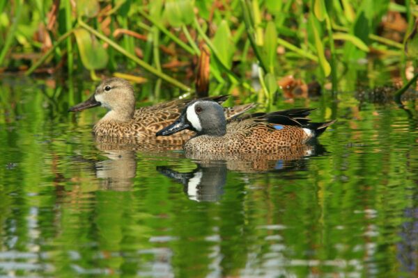 Creating A Habitat For Waterfowl - Zoos - USA - Ohio - Cincinnati Zoo ...
