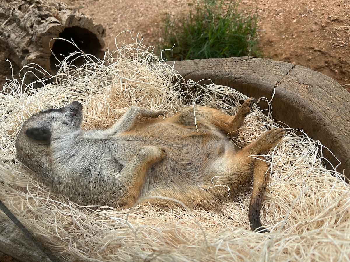 Houston Zoo Gets Ready For Winter Storm Fern - Zoos - USA - Texas ...