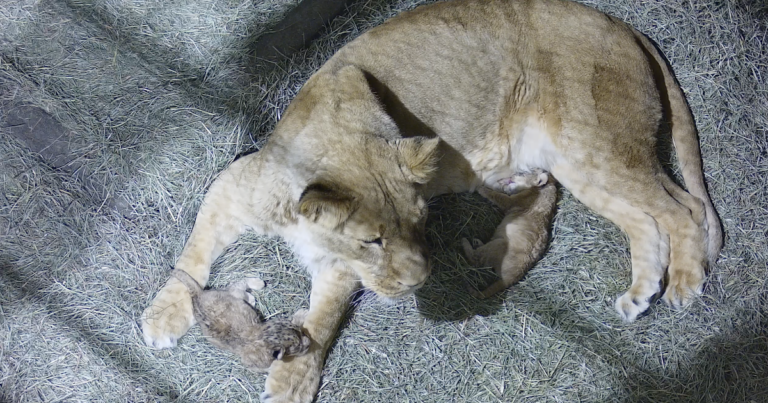 Woodland Park Zoo Celebrates Birth Of African Lion Cubs - Zoos - USA ...