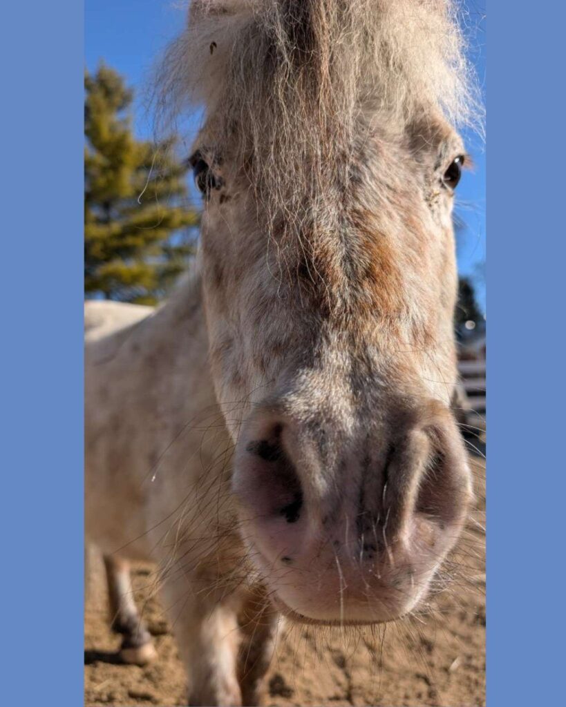 Gallop Into A Year Of Strength, Success, And Joy! - Cosley Zoo Zoo Guide