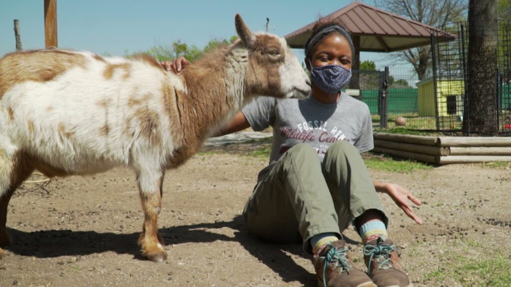 Celebrating National Farm Animal Day - Fossil Rim Zoo Guide